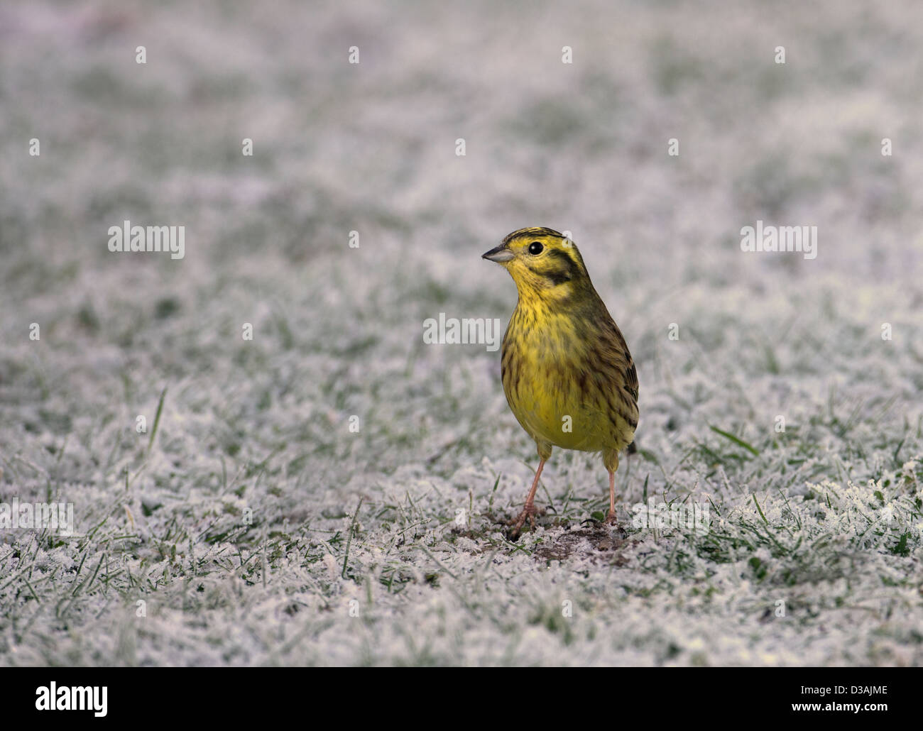 Male YellowHammer, Emberiza citrinella On Frosty Ground. Winter. Uk ...