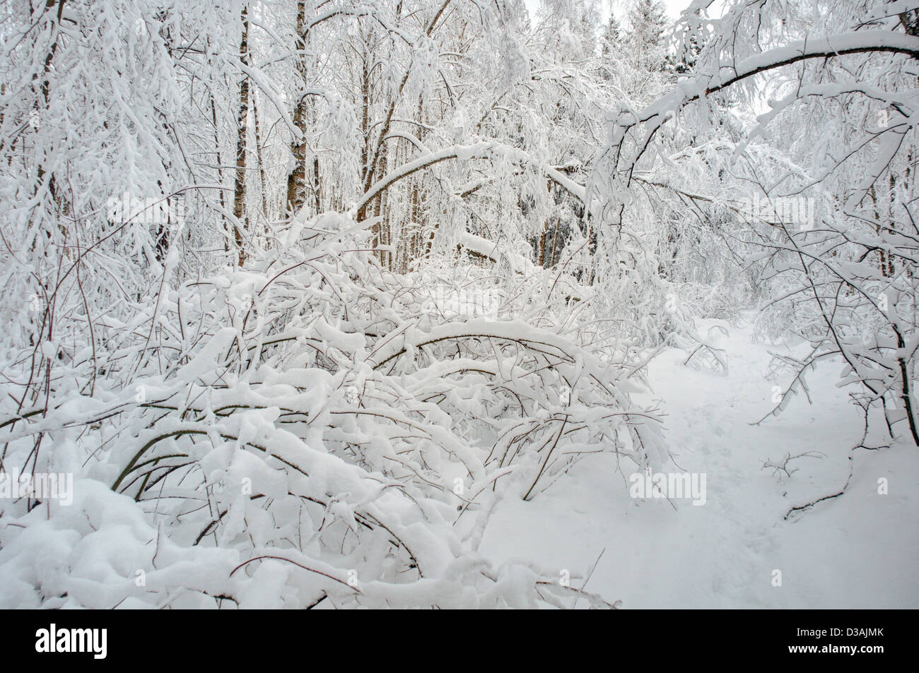 Winter forest in snow Stock Photo - Alamy
