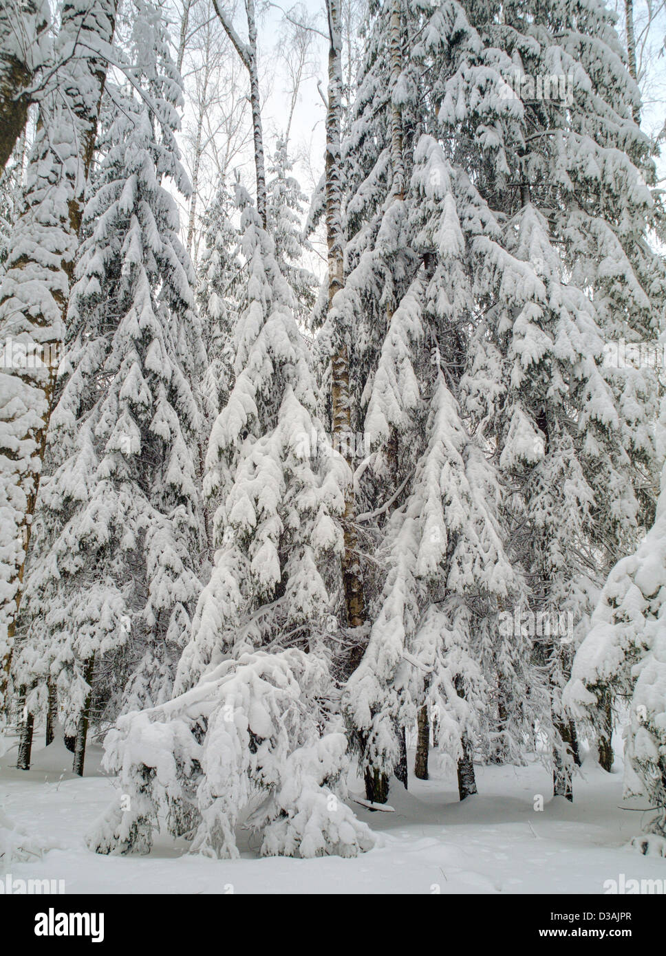 Winter forest in snow Stock Photo - Alamy