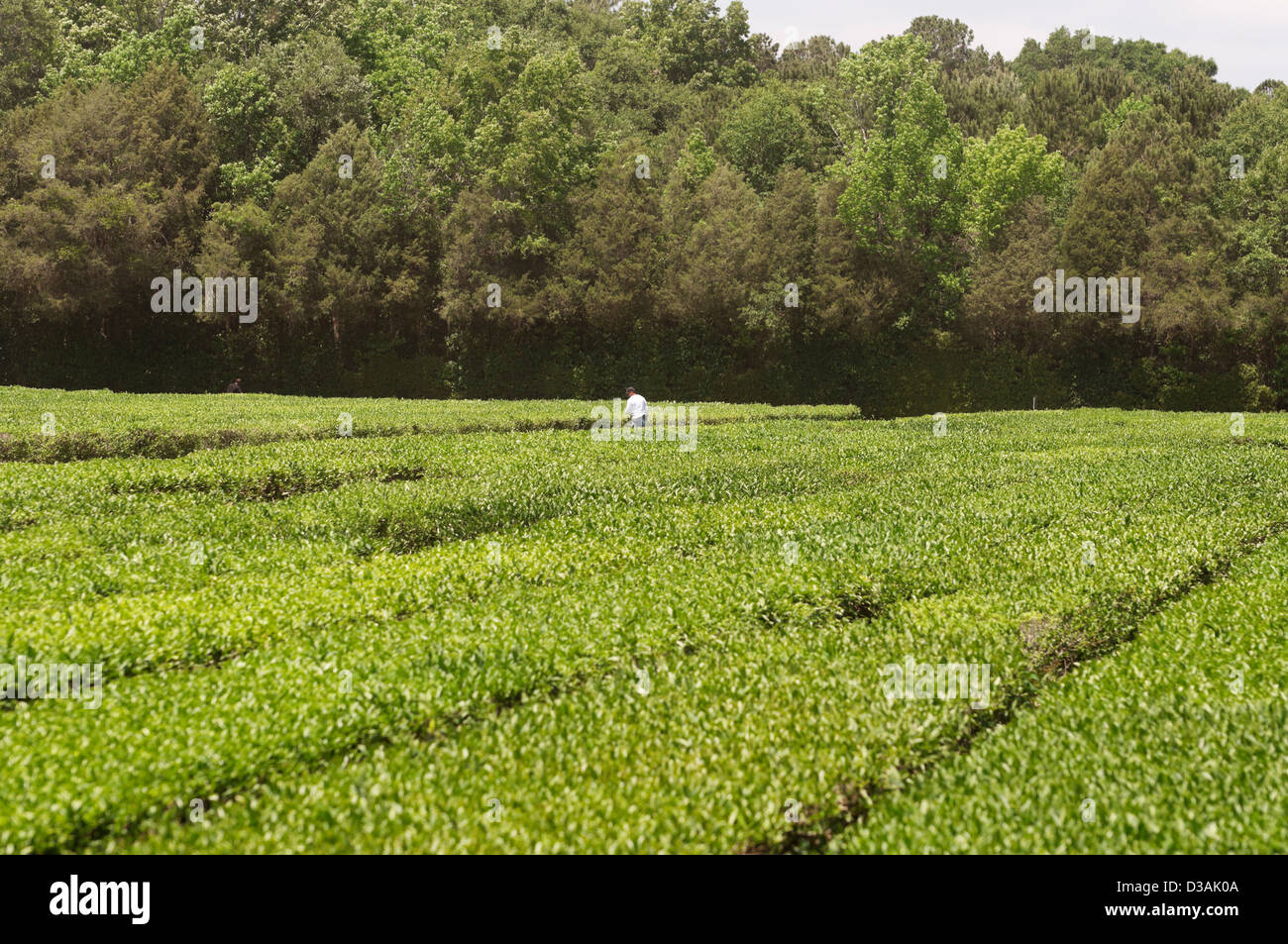 The Charleston Tea Plantation is located on historic Wadmalaw Island in ...
