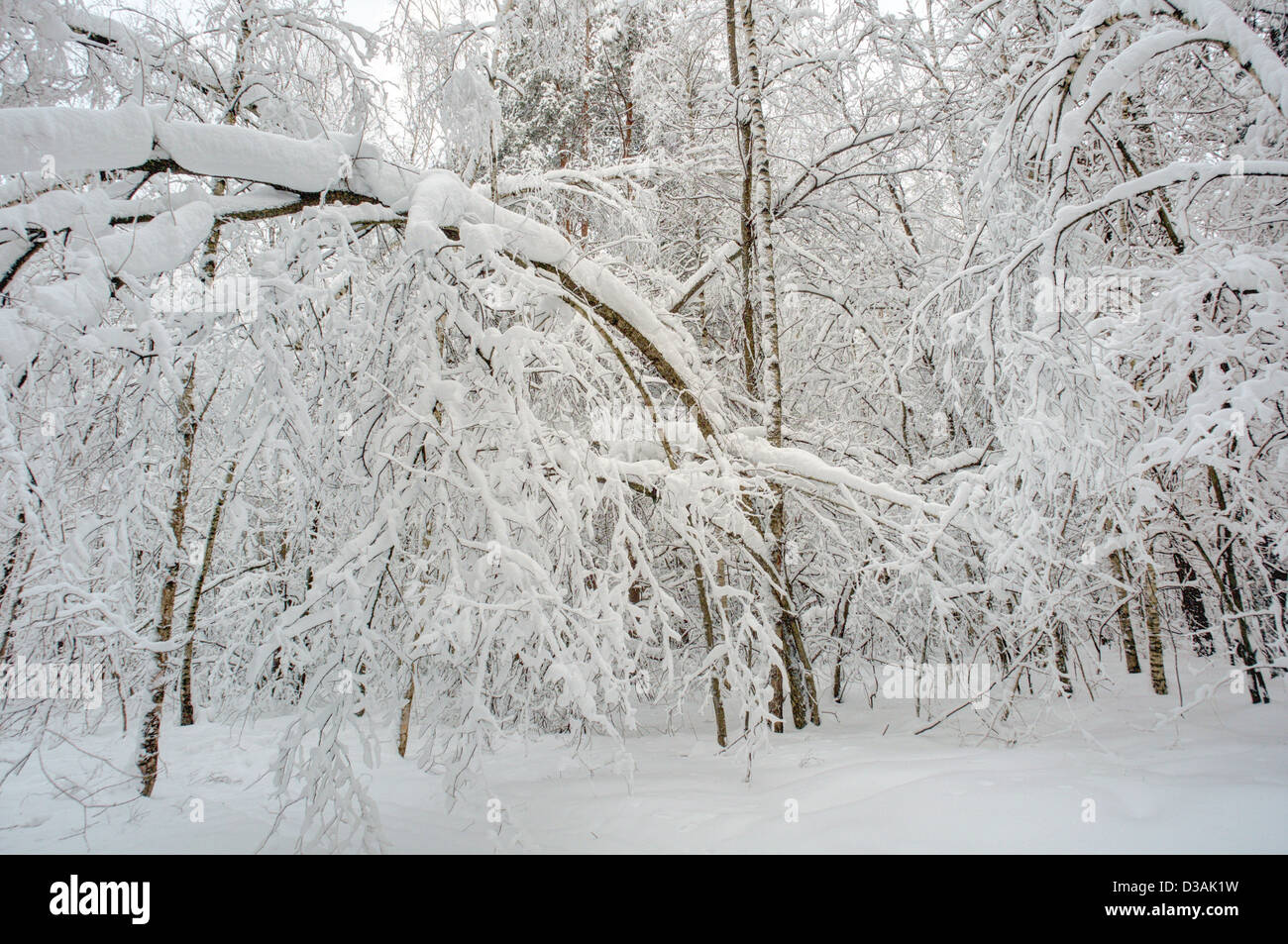 Winter forest in snow Stock Photo - Alamy