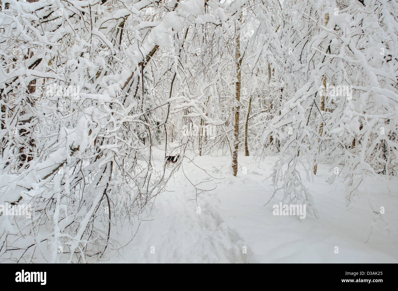 Winter forest in snow Stock Photo - Alamy