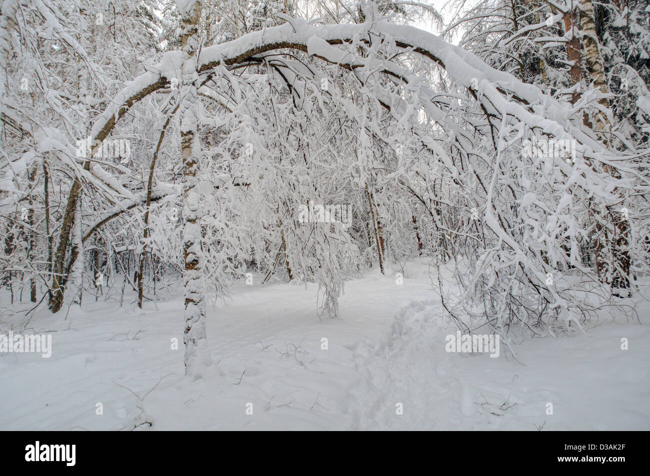 Winter forest in snow Stock Photo - Alamy