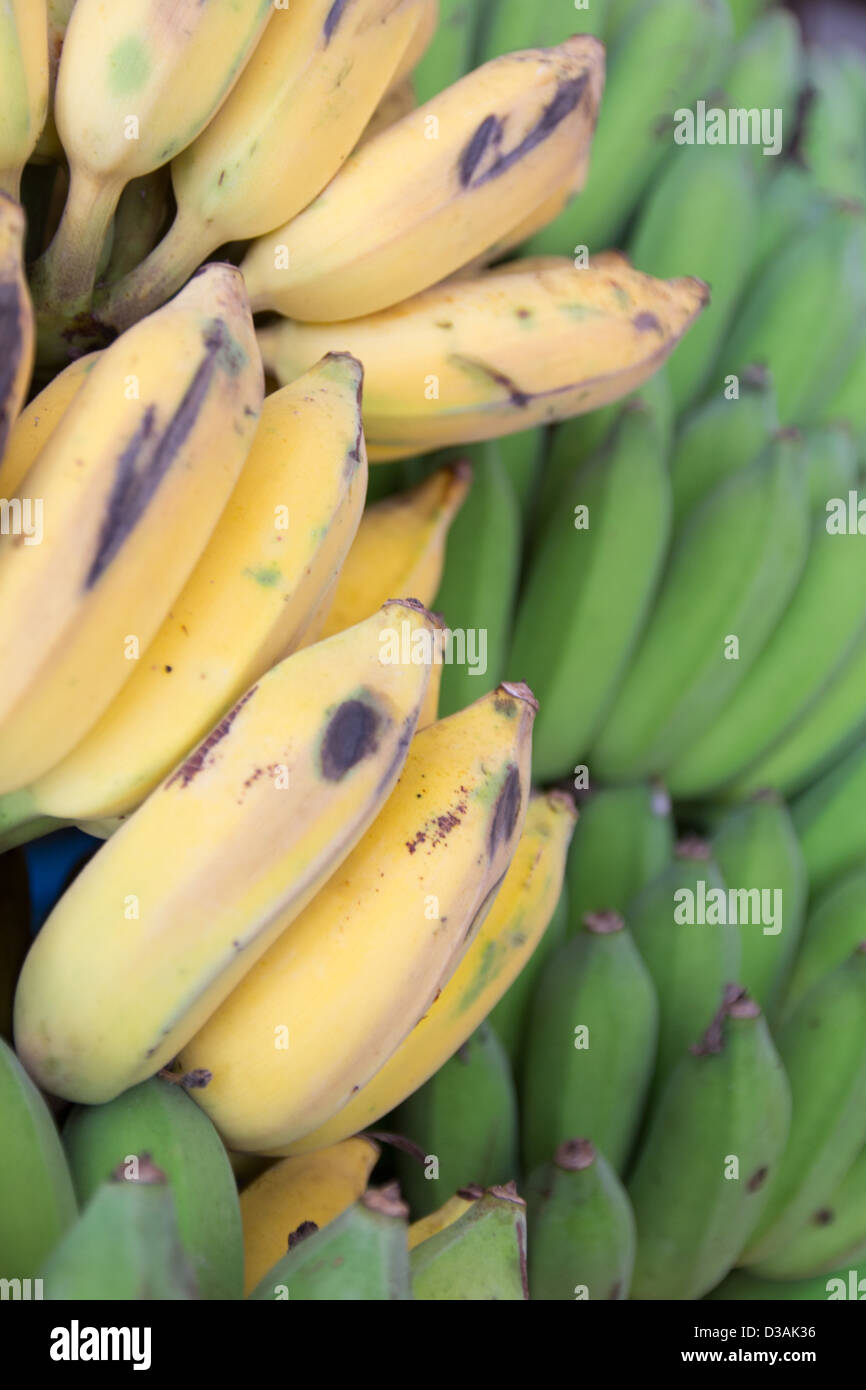 Rows of ripe yellow bananas and Green bananas Stock Photo - Alamy