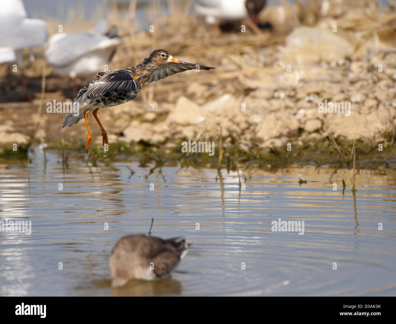 Ruff in water hi-res stock photography and images - Alamy