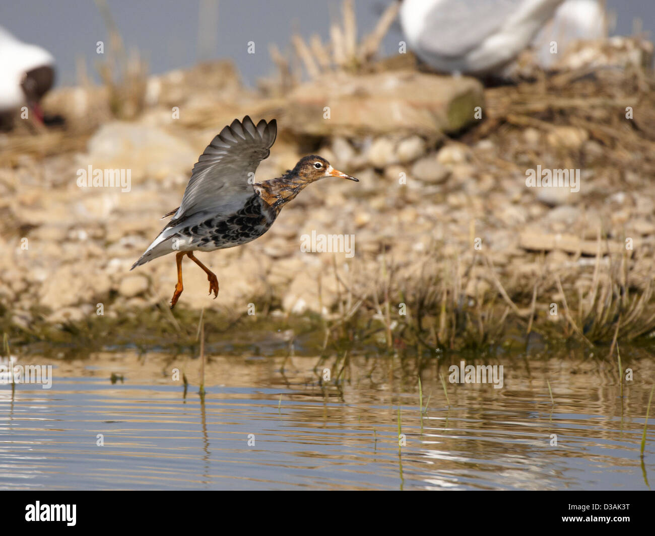 Ruff in hi-res stock photography and images - Alamy