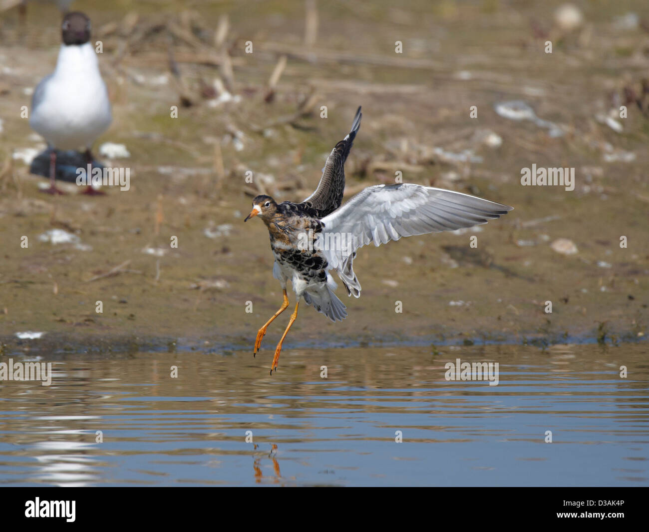 Ruff in flight Stock Photo - Alamy