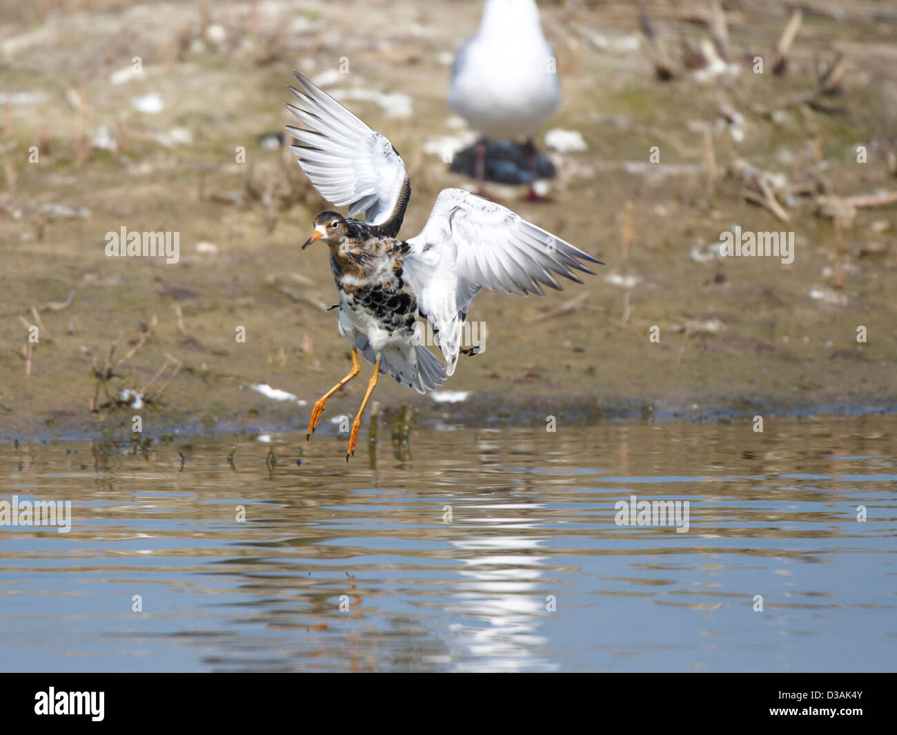 Ruff in flight Stock Photo - Alamy