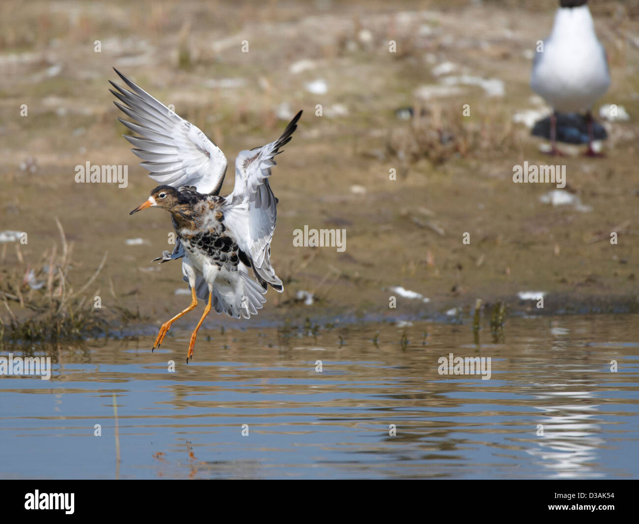 Ruff in flight Stock Photo - Alamy