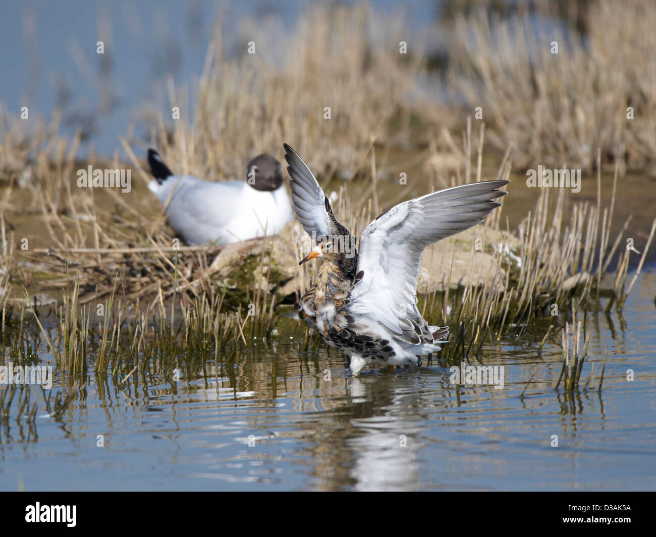 Ruff in flight Stock Photo - Alamy