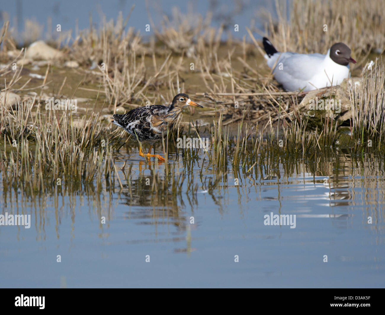 Ruff In Water High Resolution Stock Photography and Images - Alamy