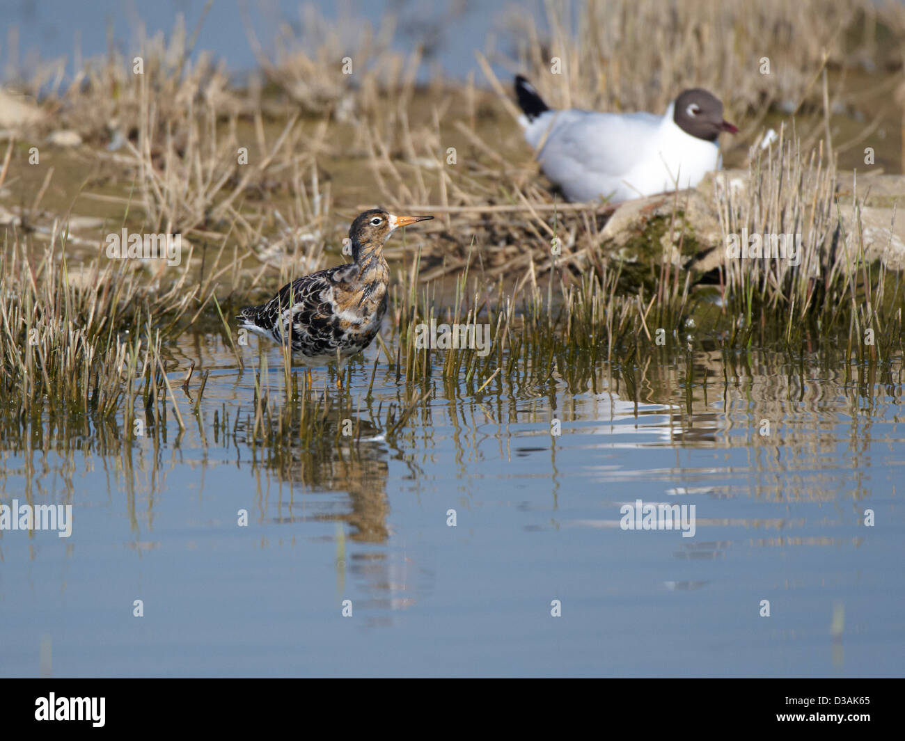 Ruff standing in water Stock Photo - Alamy