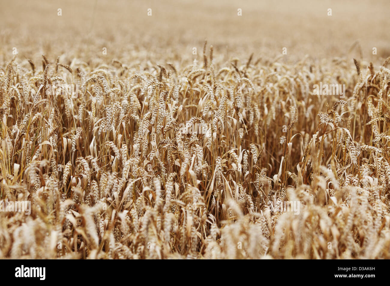 wheat close up on farm field Stock Photo - Alamy