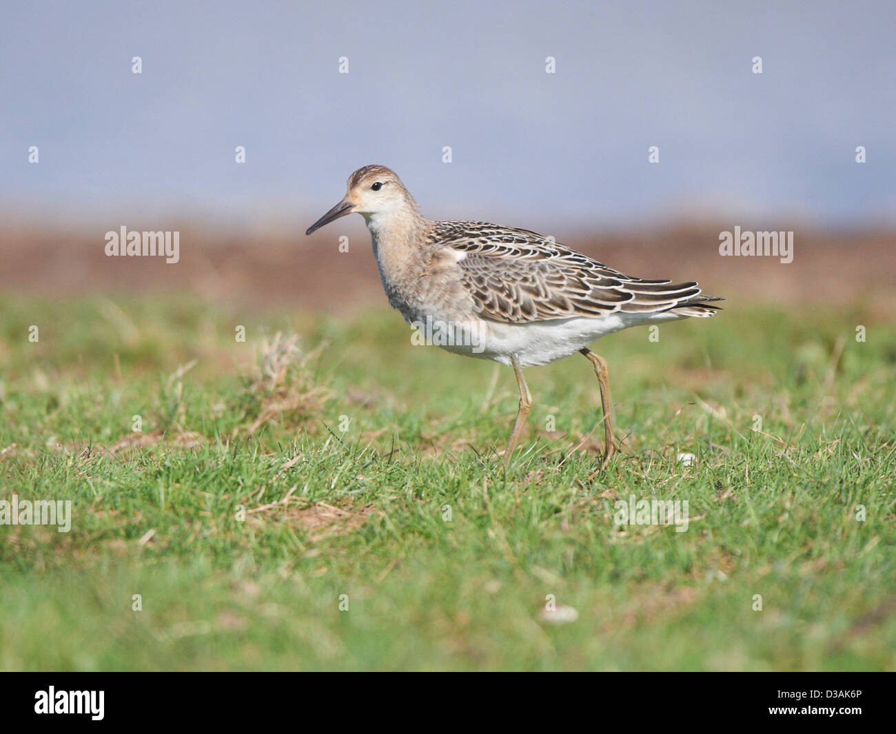 Ruff standing near water's edge Stock Photo - Alamy