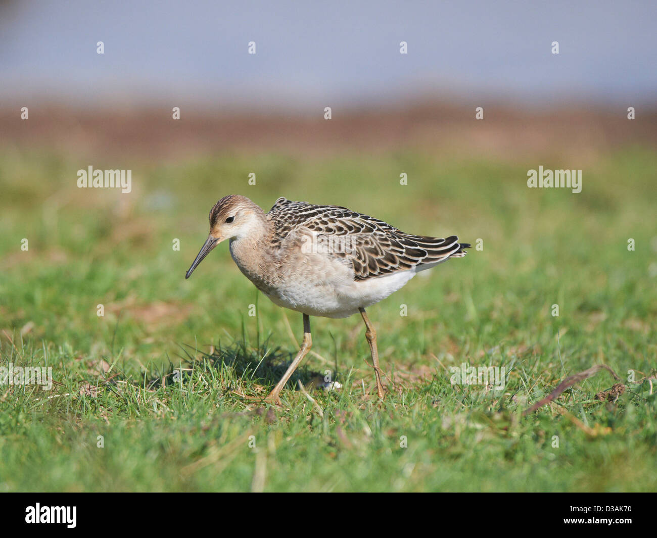 Ruff standing near water's edge Stock Photo - Alamy