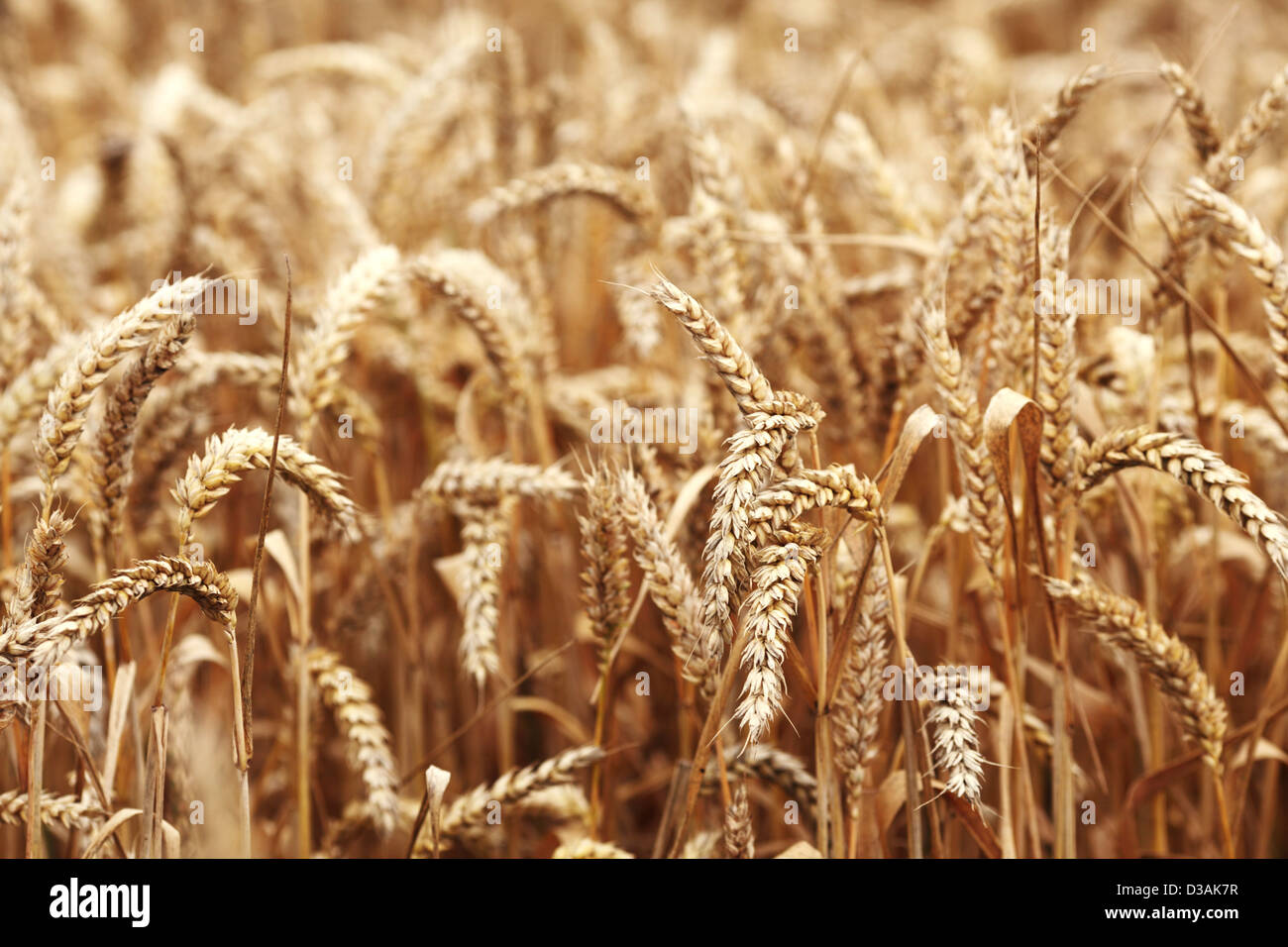 Heavy wheat ear hi-res stock photography and images - Alamy