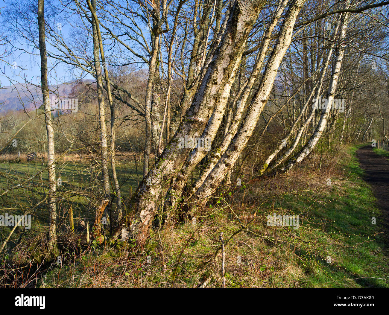 Silver Birch Trees Scotland Stock Photos & Silver Birch Trees Scotland ...