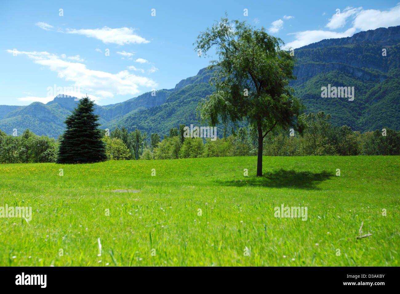 a beautiful view of the alps tree on grass field Stock Photo - Alamy