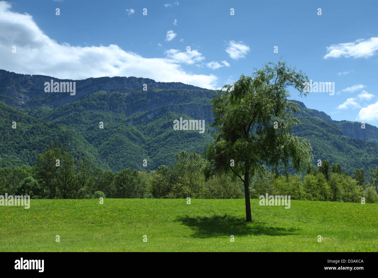 a beautiful view of the alps tree on grass field Stock Photo - Alamy