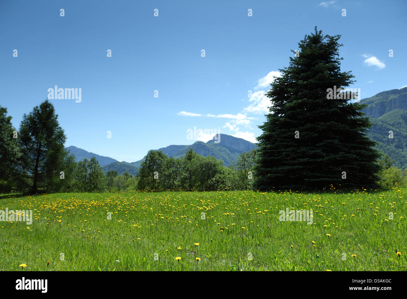 a beautiful view of the alps tree on grass field Stock Photo - Alamy