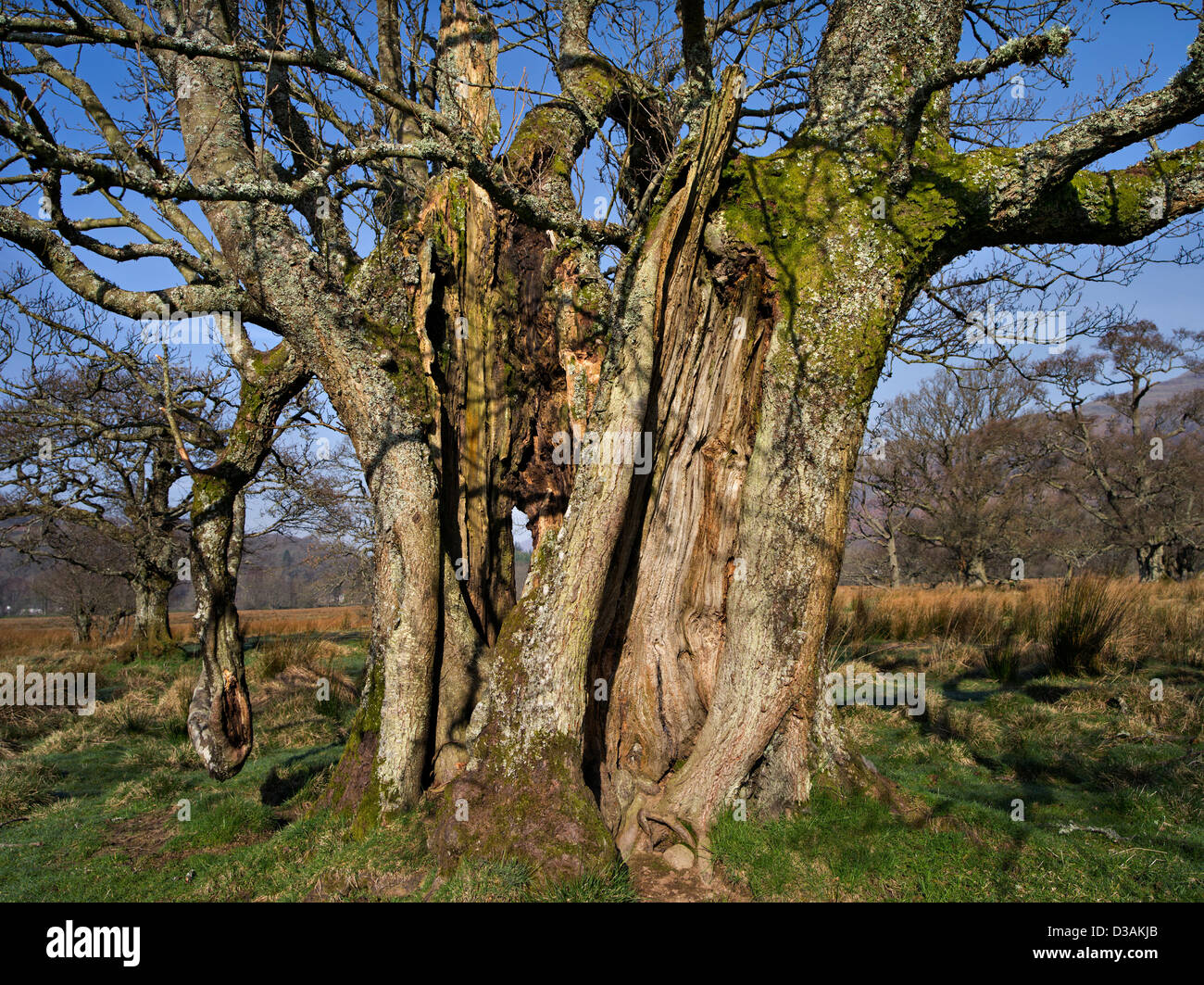 Trees in bare winer condition near Killin, Perthshire, Scotland Stock ...