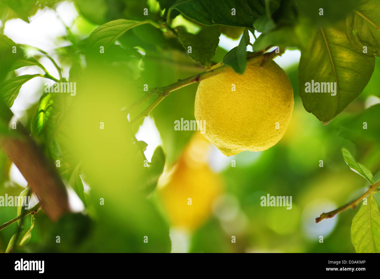 Lemon close up Stock Photo - Alamy
