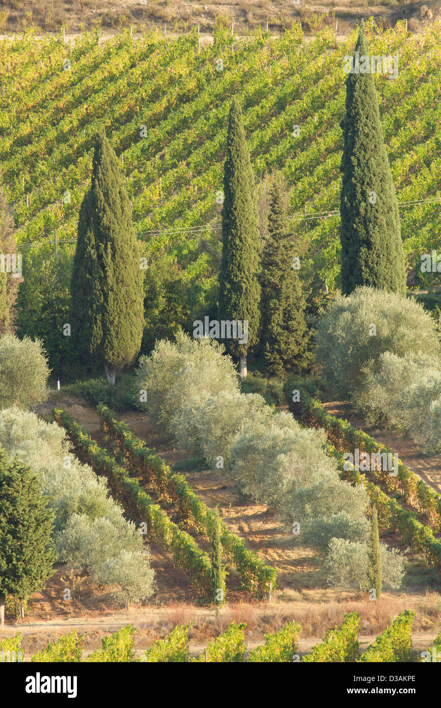 Vineyard pattern hi-res stock photography and images - Alamy