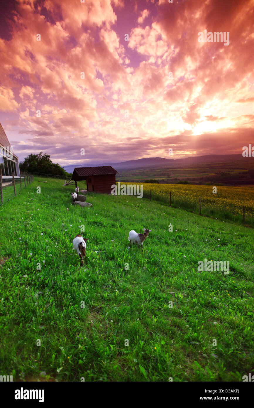 goats in green grass on sunrise Stock Photo - Alamy