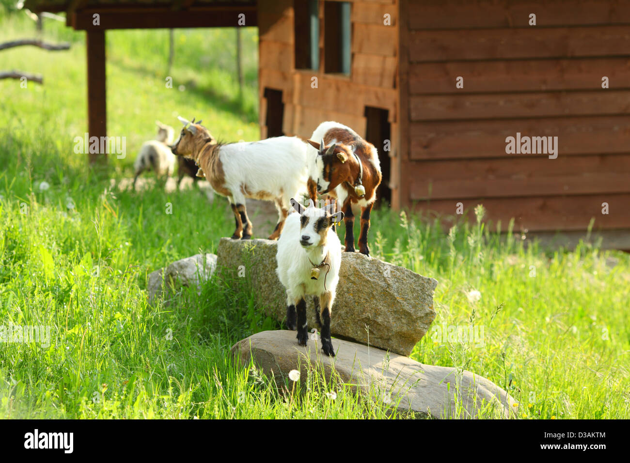 Goat on green grass Stock Photo - Alamy