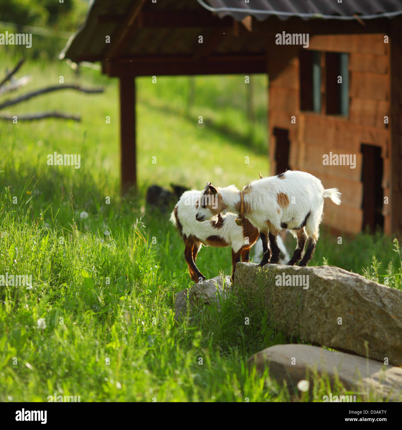 Goat on chain hi-res stock photography and images - Alamy