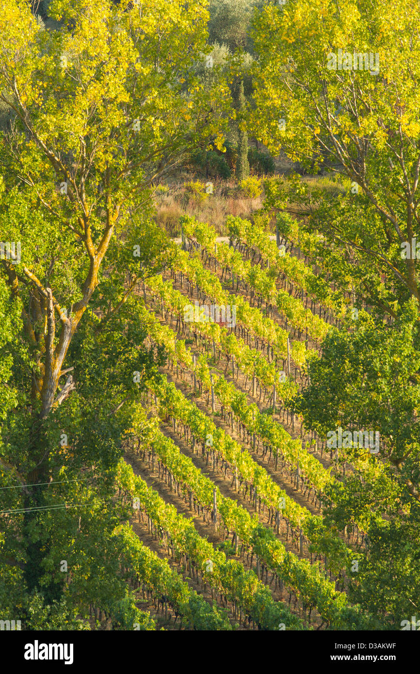 Vineyard pattern hi-res stock photography and images - Alamy