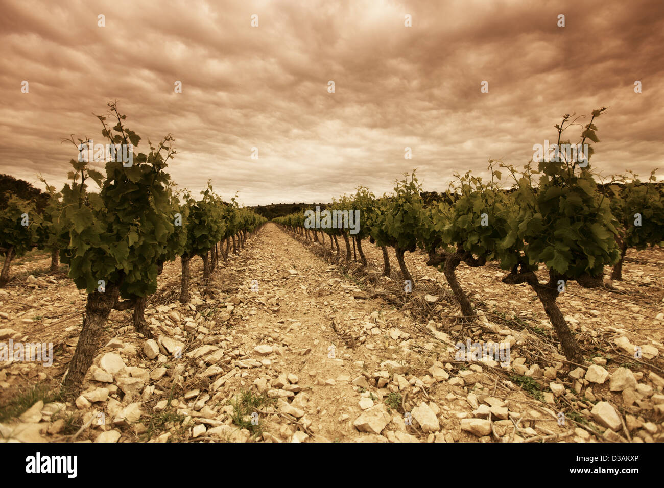 Orange wine country australia hi-res stock photography and images - Alamy