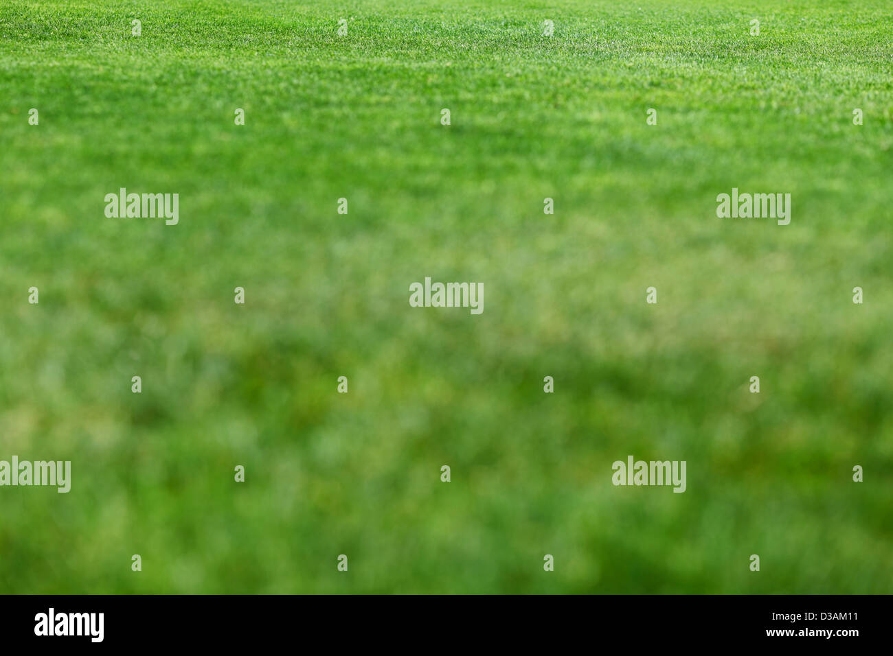 Beautiful green grass texture Stock Photo - Alamy