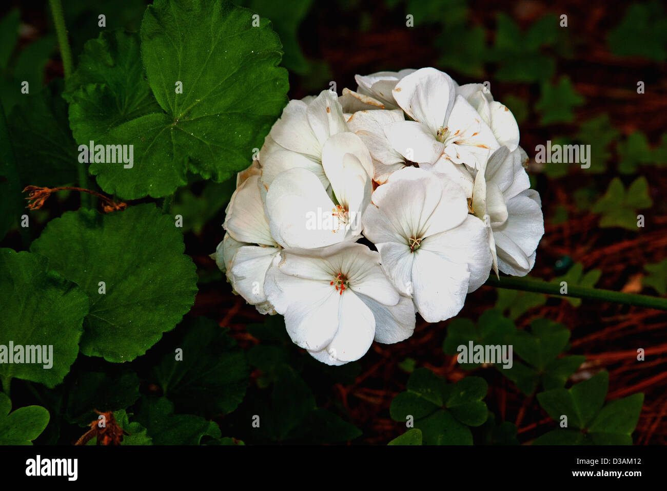 Geranium one single flower hi-res stock photography and images - Alamy