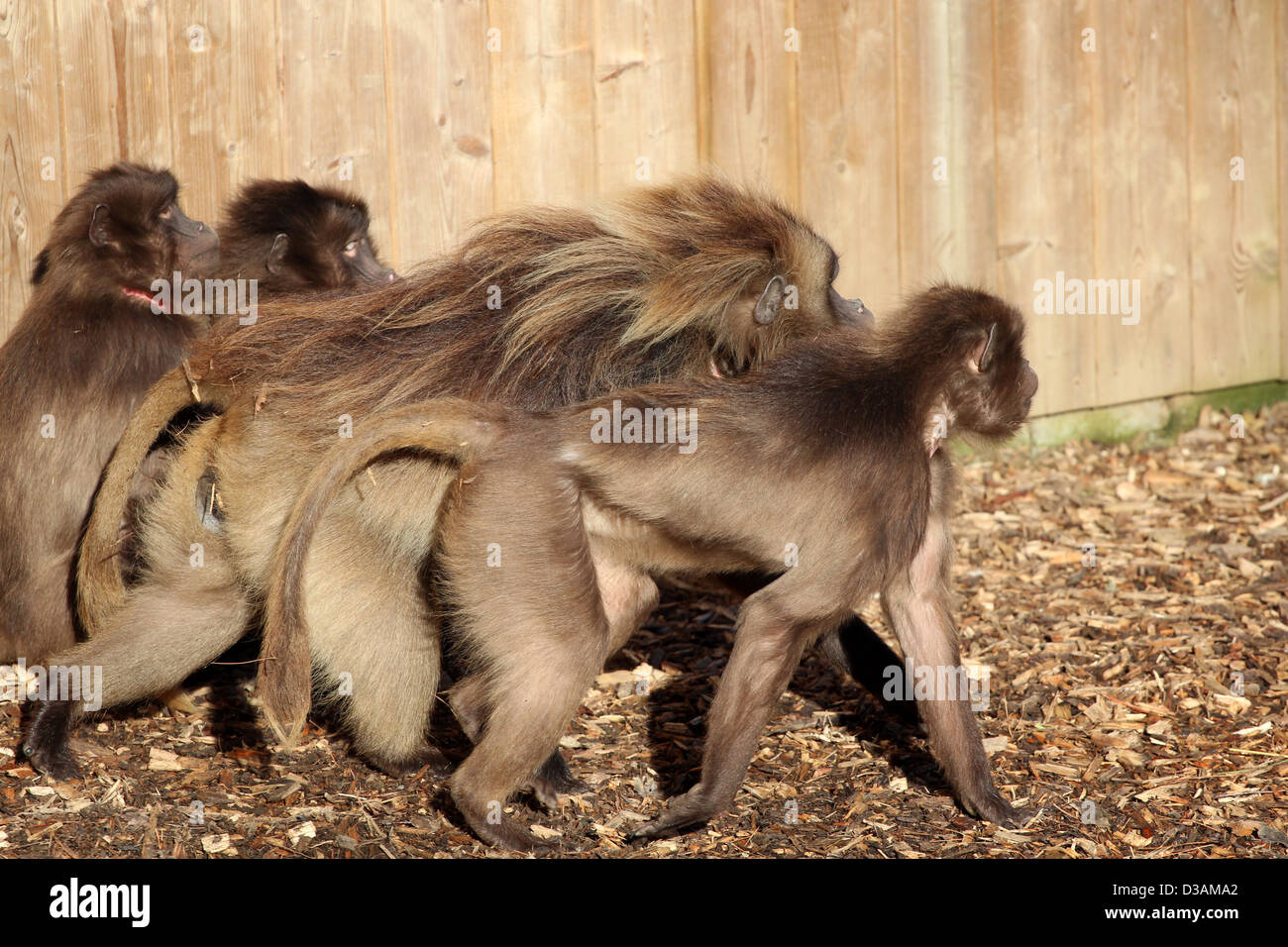 A family of Gelada baboons in their enclosure at Colchester Zoo Stock ...