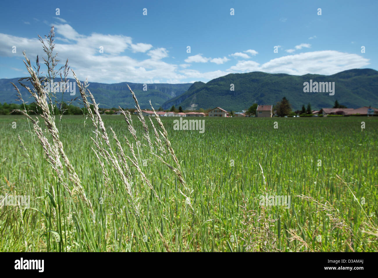Early spring wheat field Stock Photo - Alamy