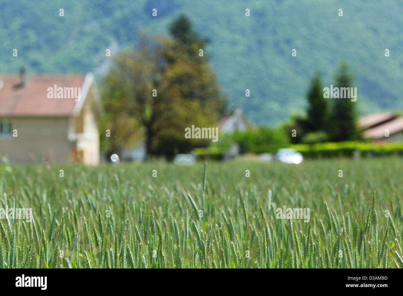 Early spring wheat field Stock Photo - Alamy