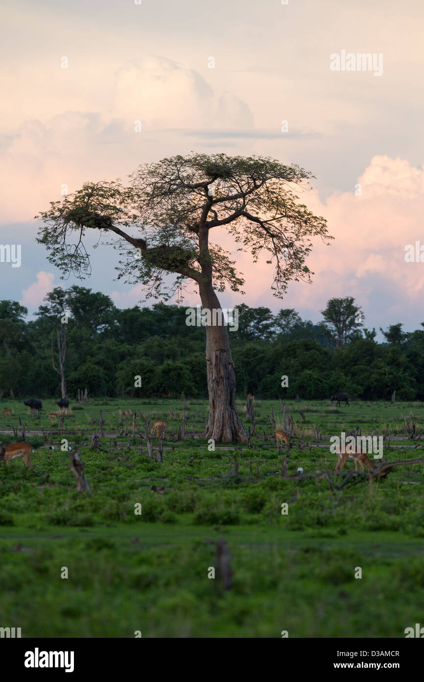 Savanna trees hi-res stock photography and images - Alamy