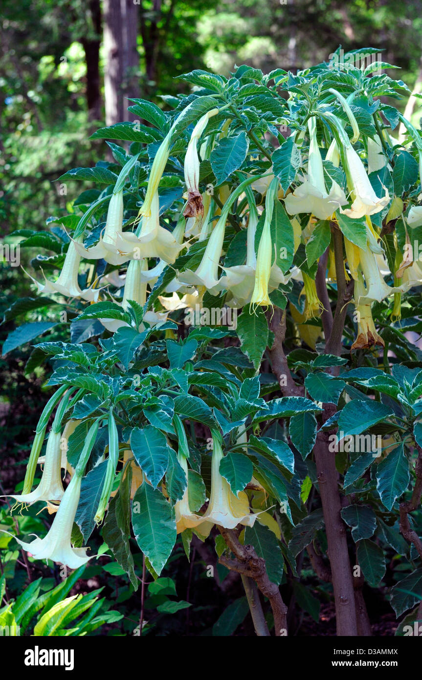 brugmansia candida pale white flowers shrubs flowering bloom exotic ...