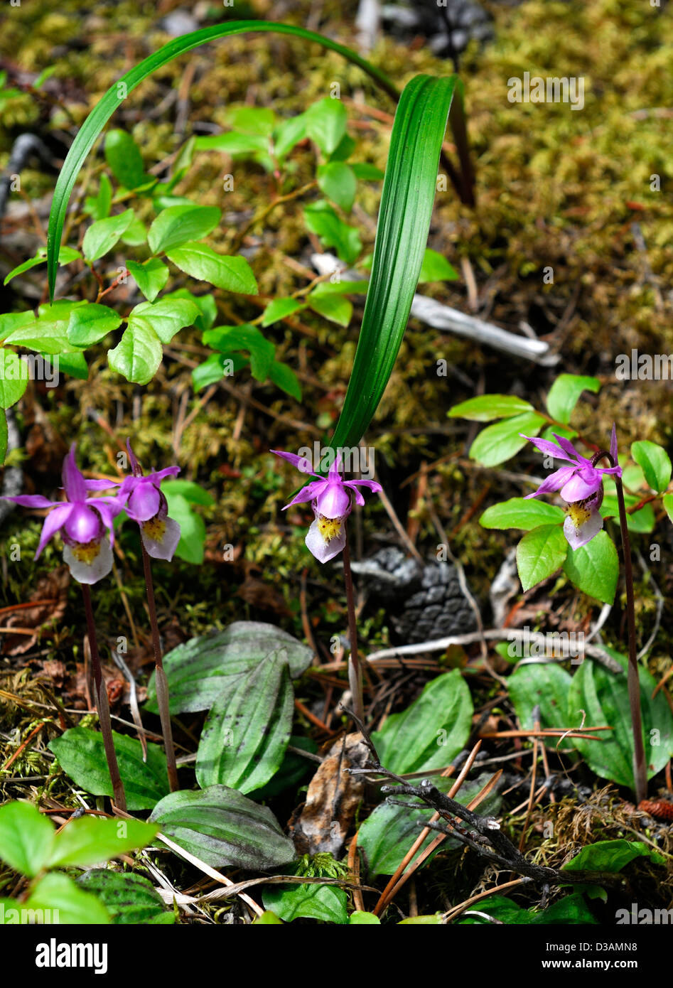Calypso bulbosa fairy slipper forest floor orchid flower bloom blossom ...