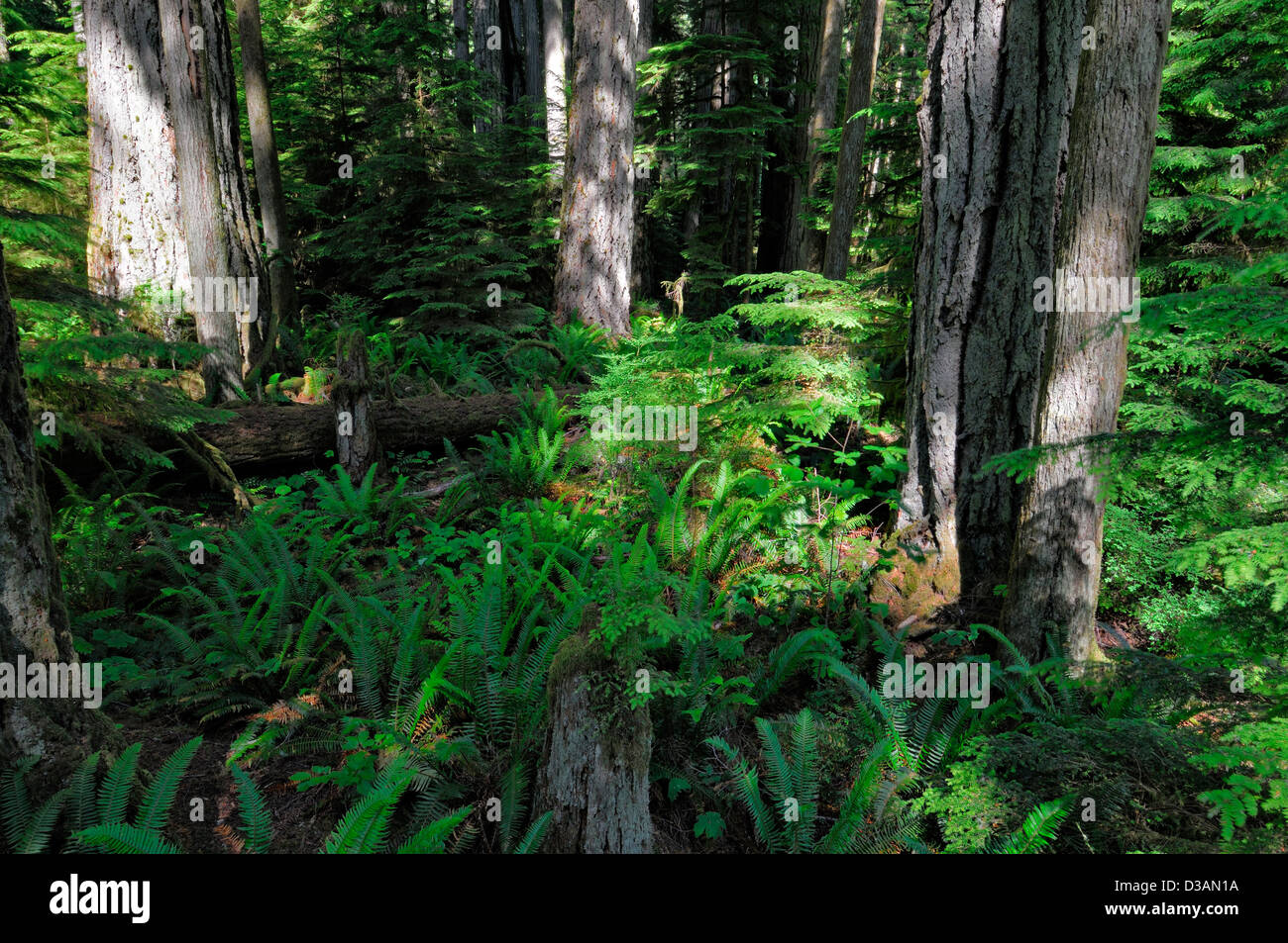Coastal rain forest old growth rainforest Cathedral Grove trail ...