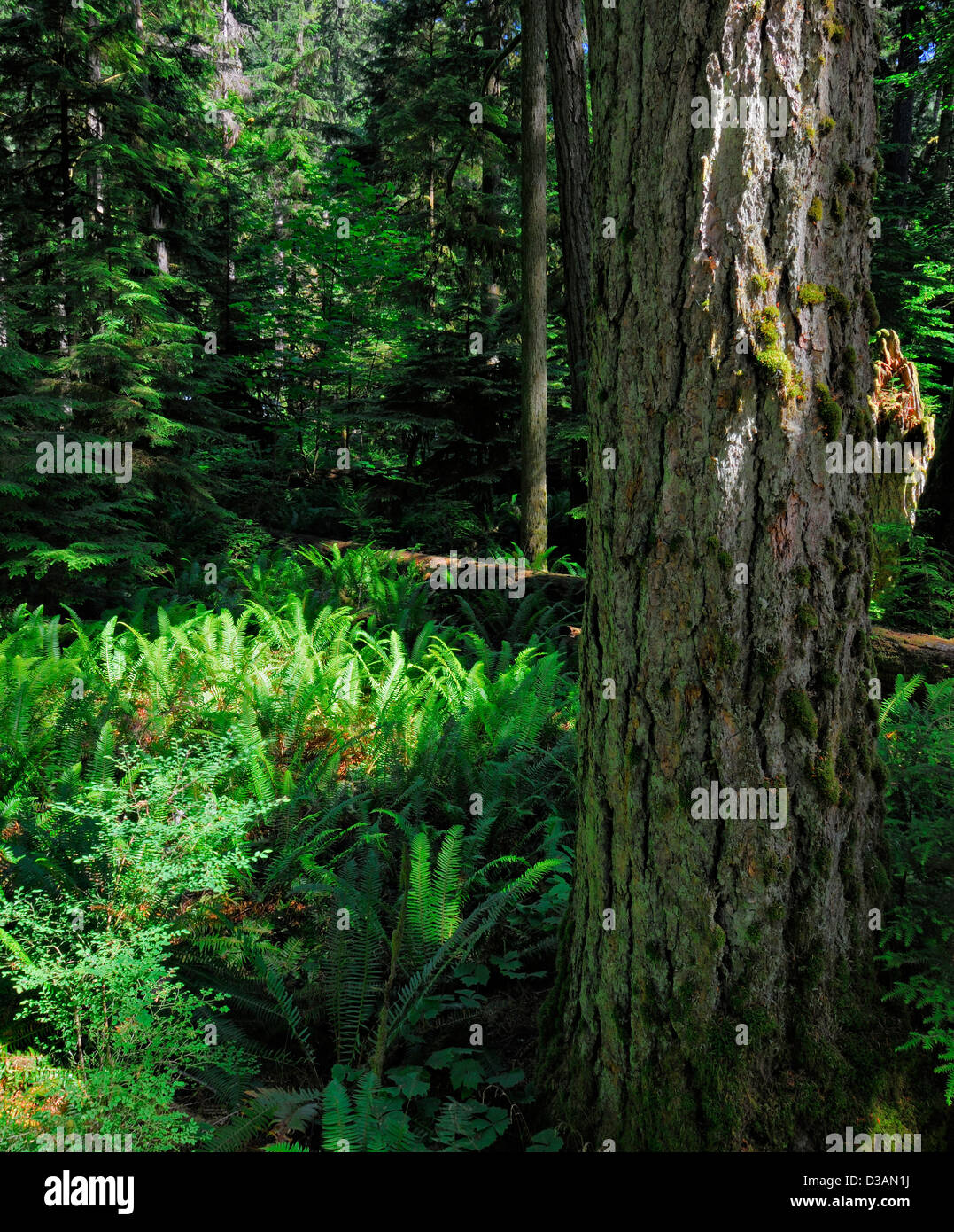 Coastal rain forest old growth rainforest Cathedral Grove trail ...
