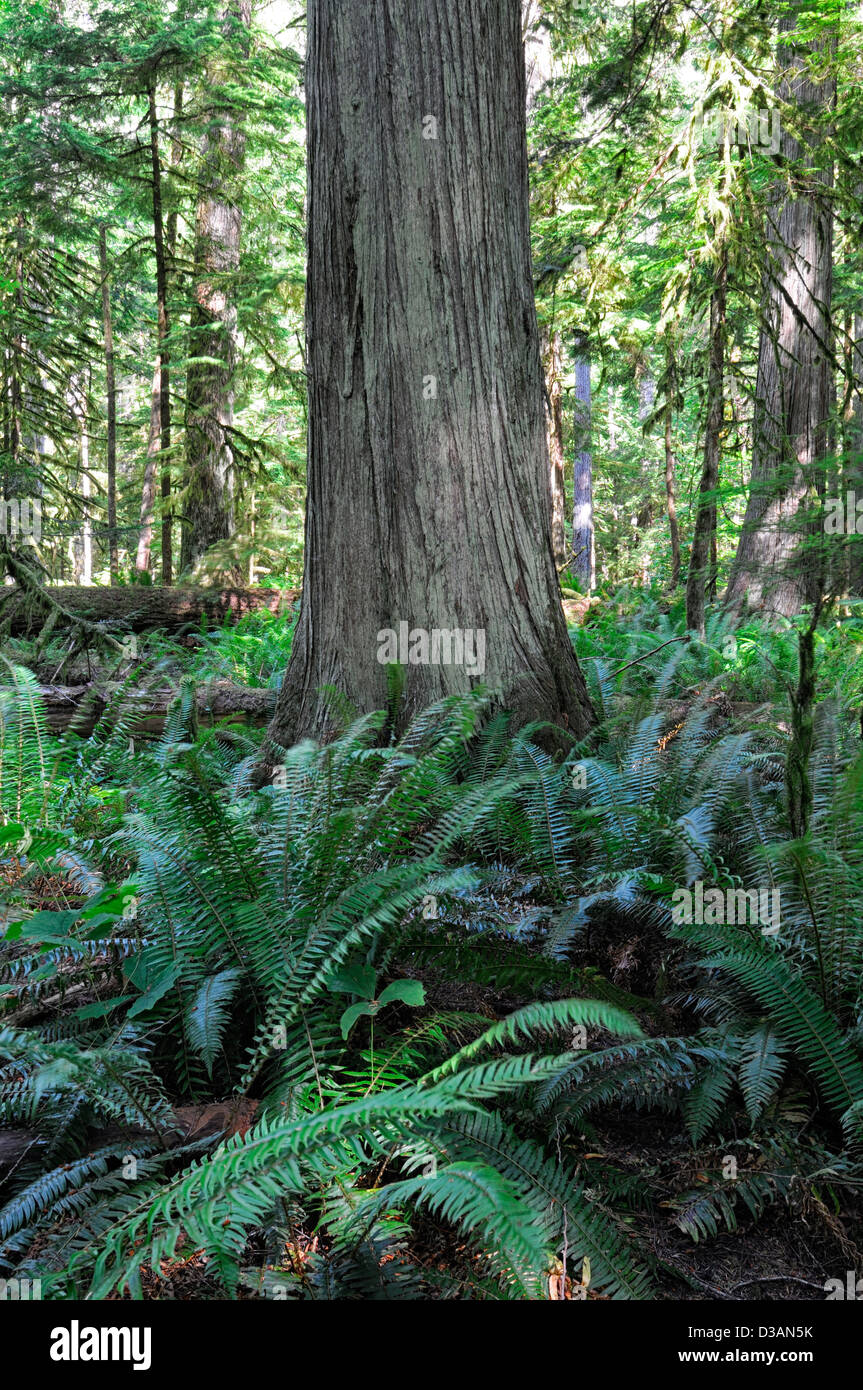 Coastal rain forest old growth rainforest Cathedral Grove trail ...