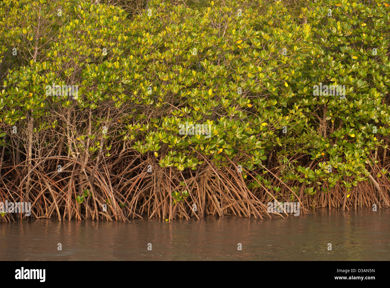 Mangrove swamp near the mouth of Thomatis Creek north of Cairns ...