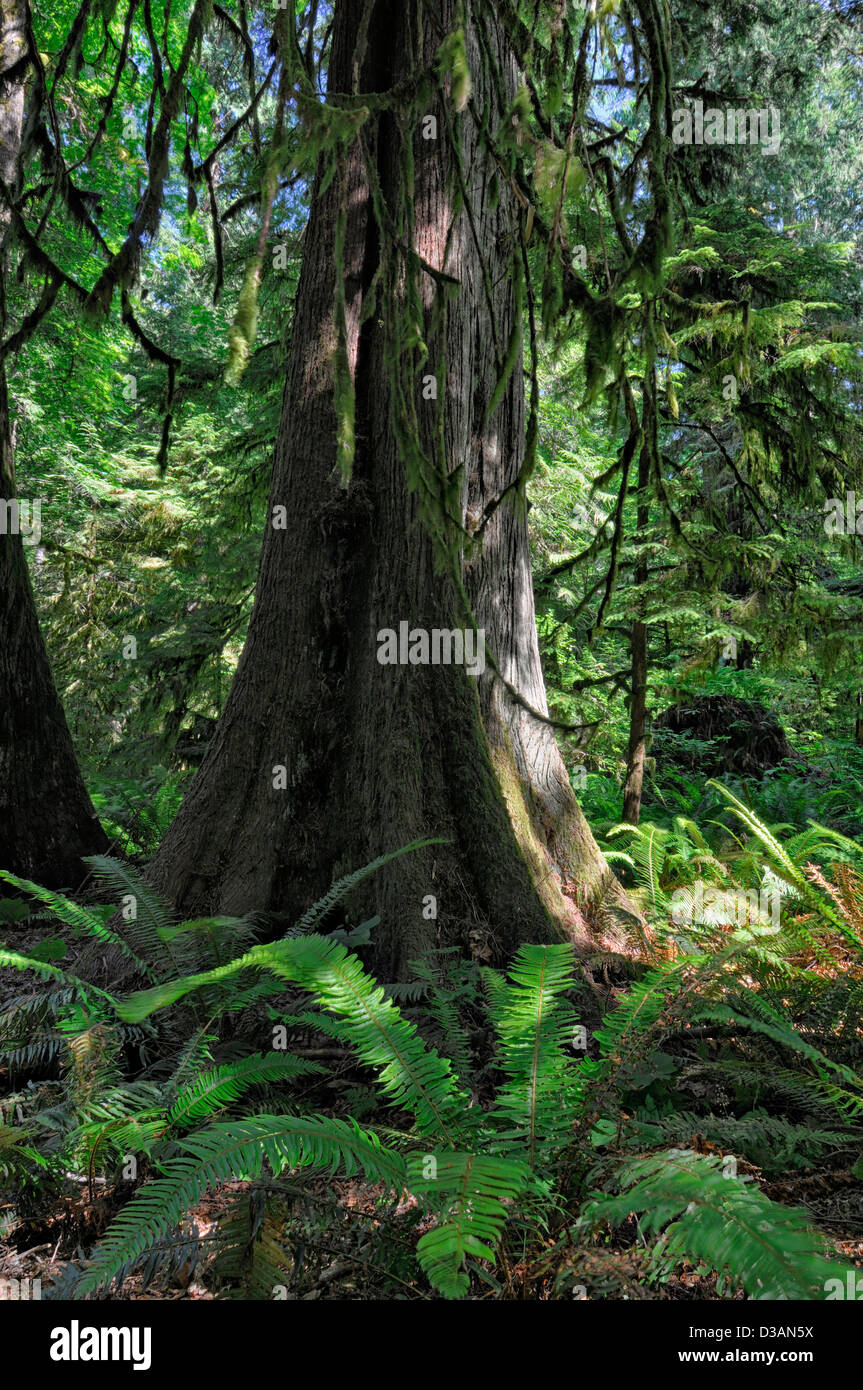 Coastal rain forest old growth rainforest Cathedral Grove trail ...