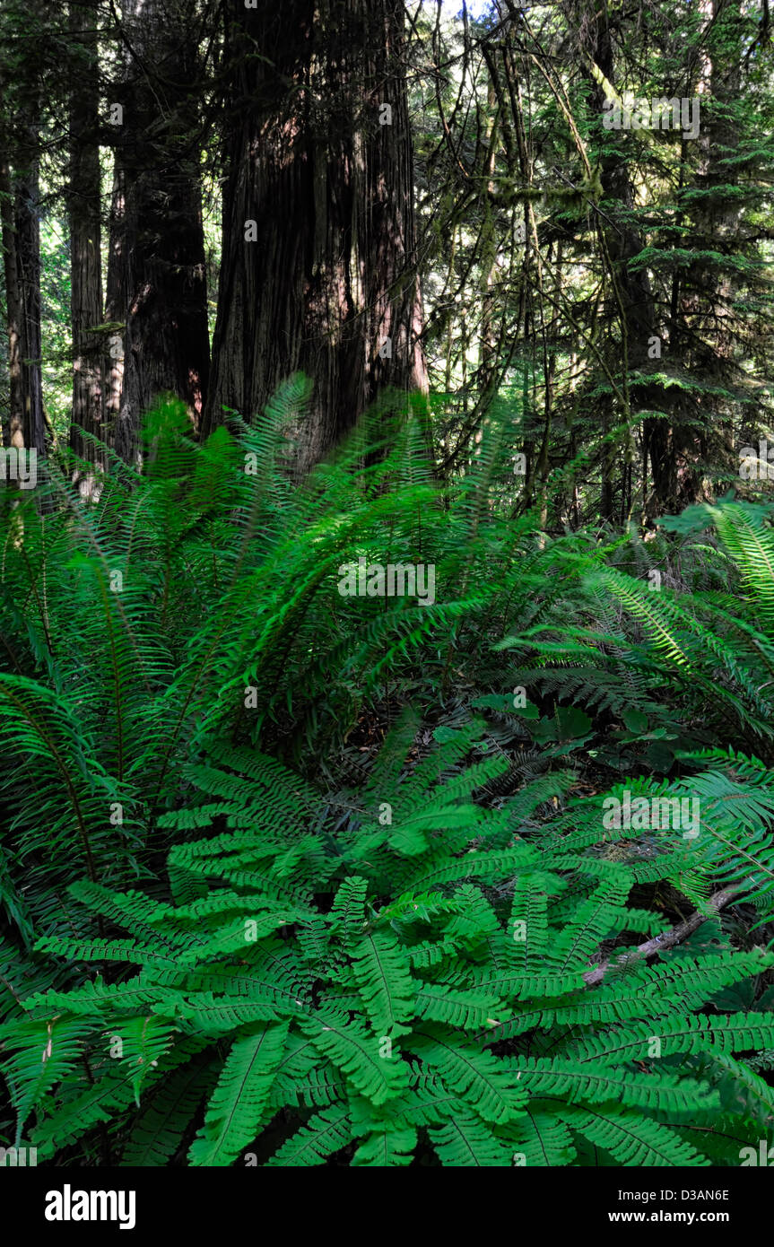 Coastal rain forest old growth rainforest Cathedral Grove trail ...