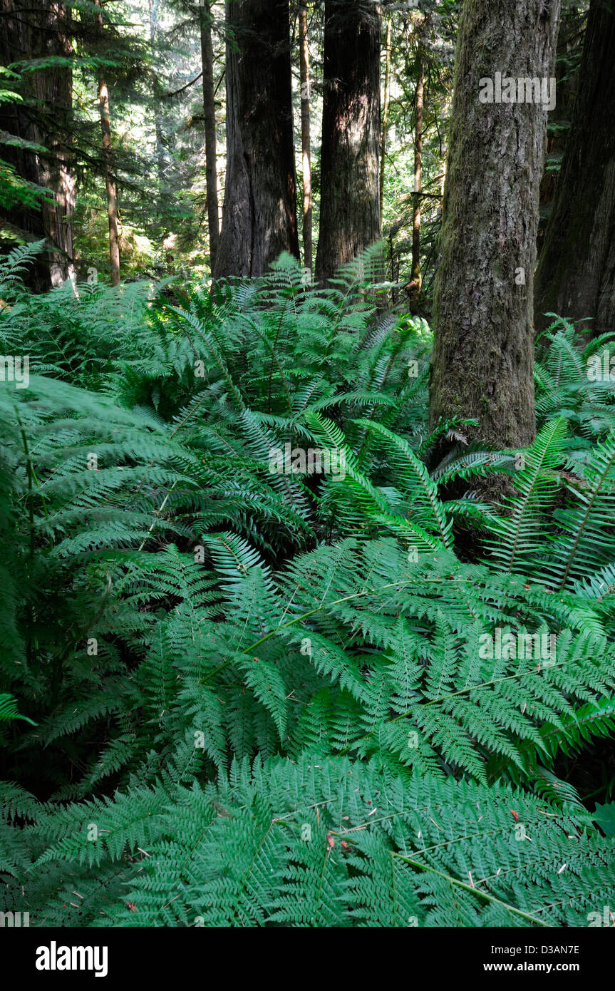 Coastal rain forest old growth rainforest Cathedral Grove trail ...