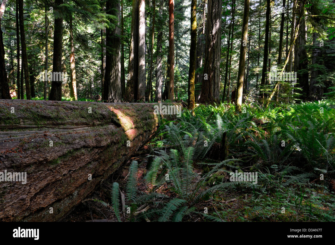 Coastal rain forest old growth rainforest Cathedral Grove trail ...