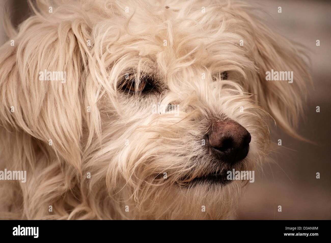 One stray dog hi-res stock photography and images - Alamy