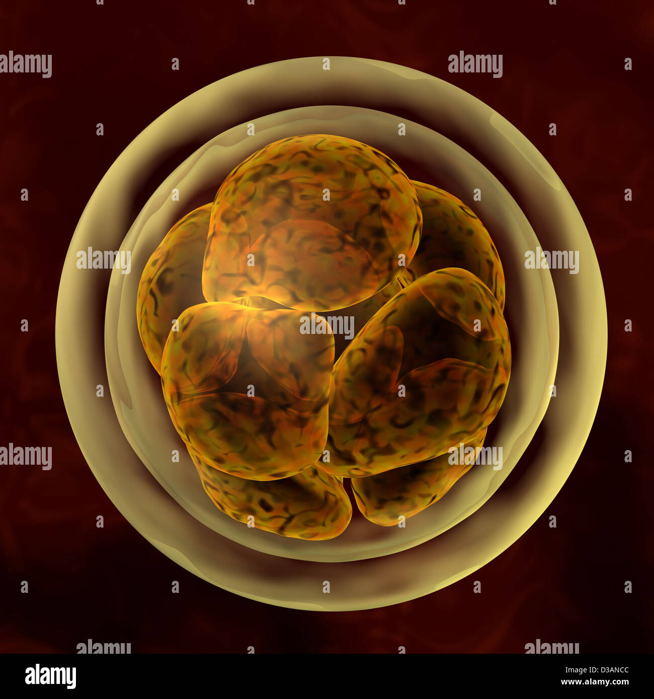 Zygote to fetus hi-res stock photography and images - Alamy